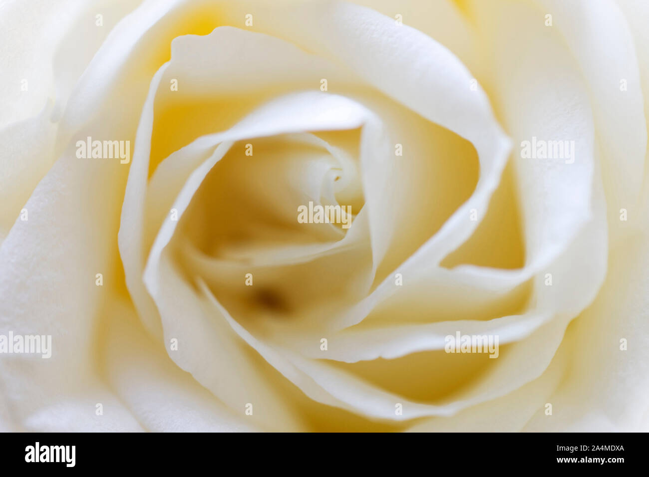 Horizontal rose hi-res stock photography and images - Alamy