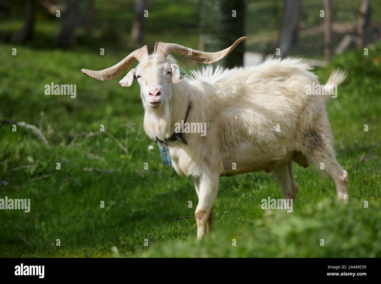 Billy goat, he-goat Stock Photo - Alamy