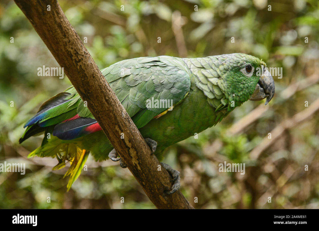 Southern mealy parrot (Amazona farinosa), Ecuador Stock Photo - Alamy