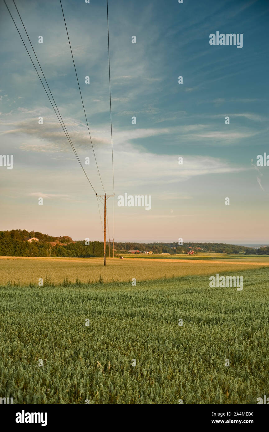 Telephone poles in a field in summer Stock Photo - Alamy