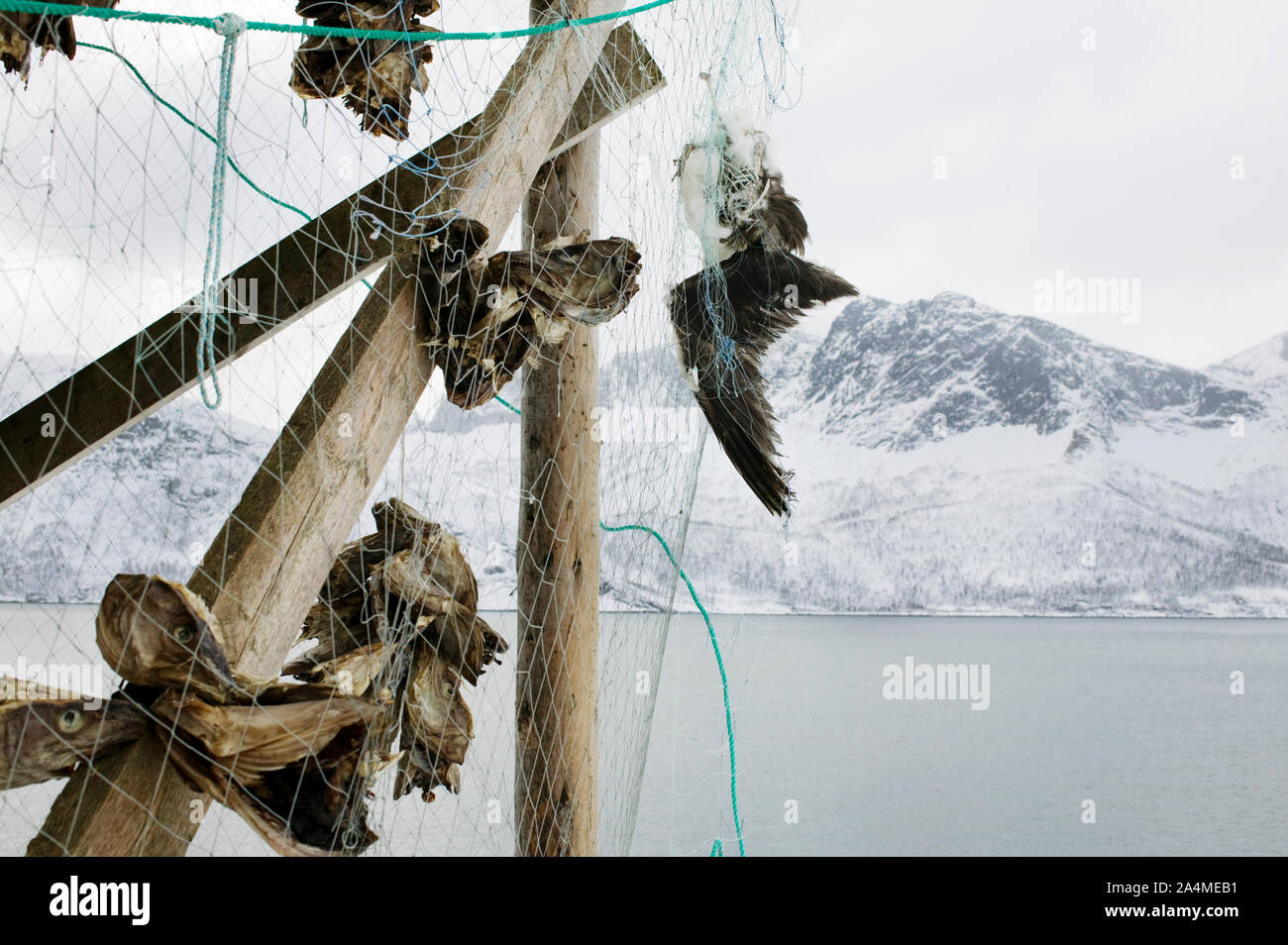 Drying fish in Northern Norway Stock Photo - Alamy
