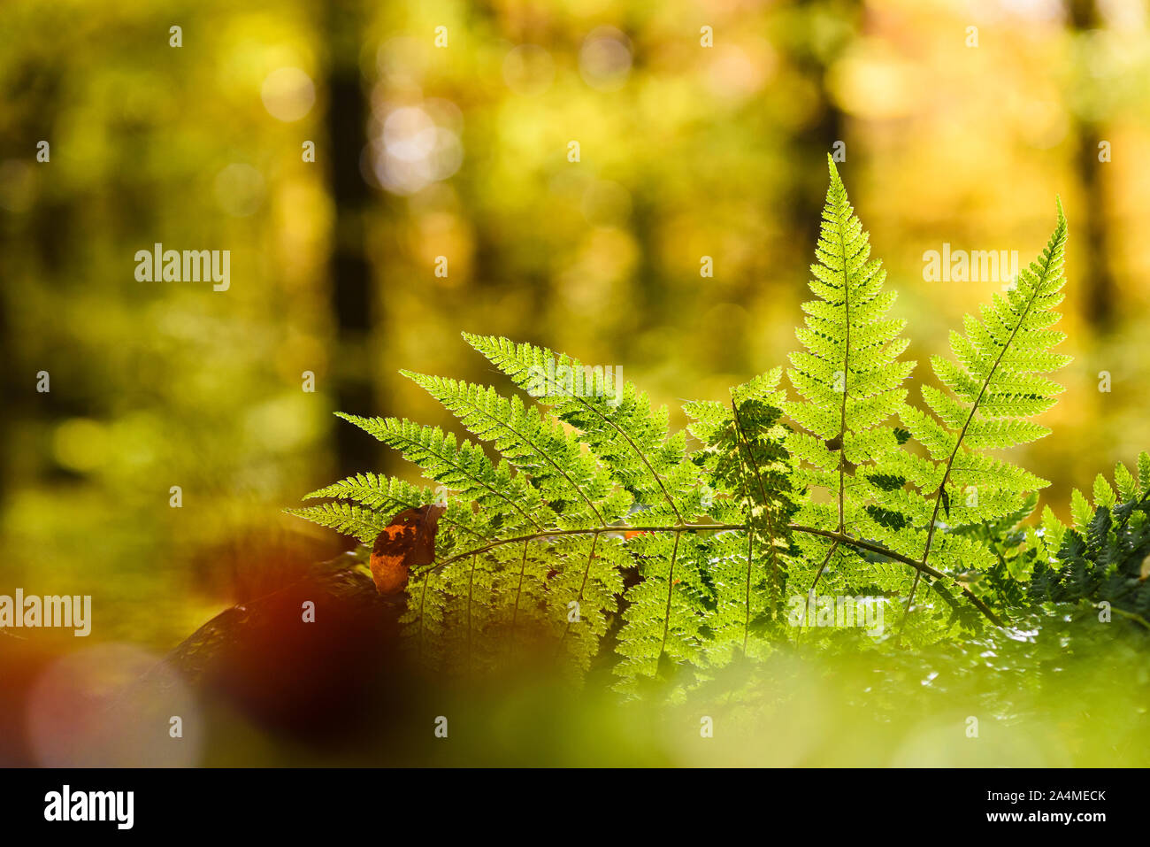 Ferns in forest hi-res stock photography and images - Alamy