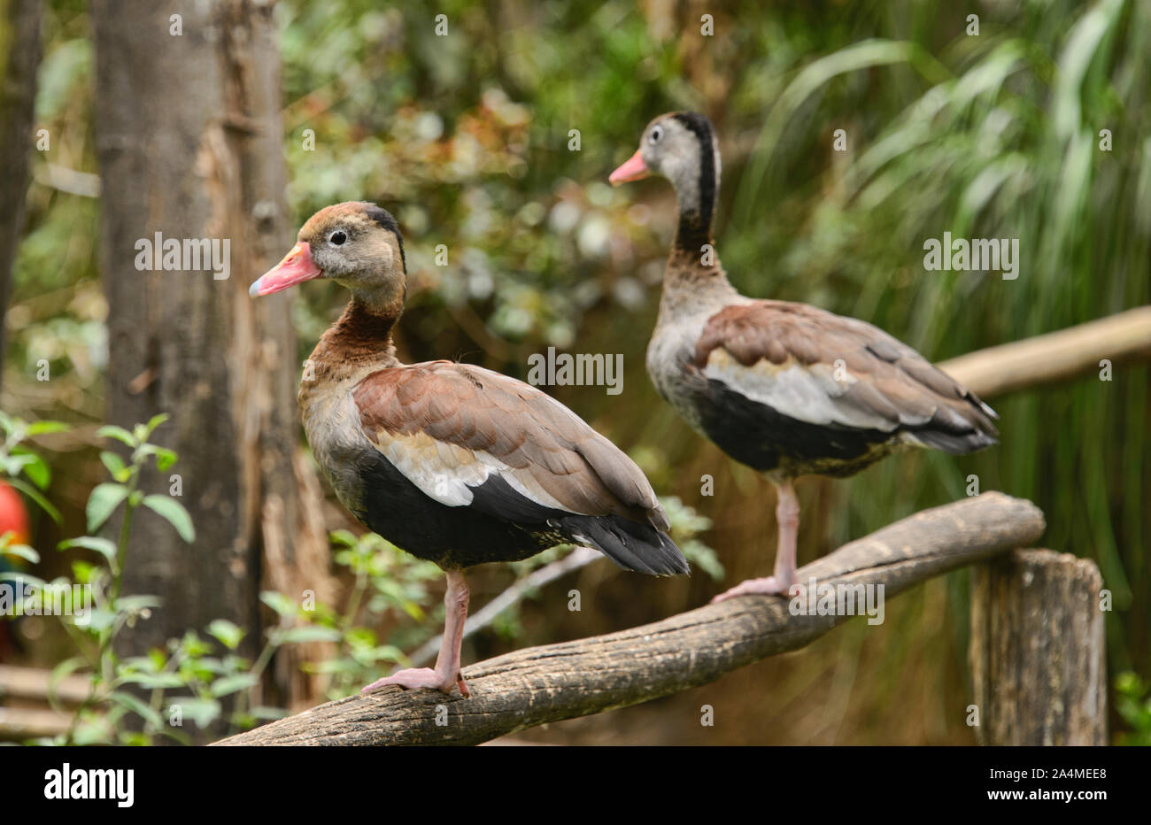 Amaru biopark hi-res stock photography and images - Alamy