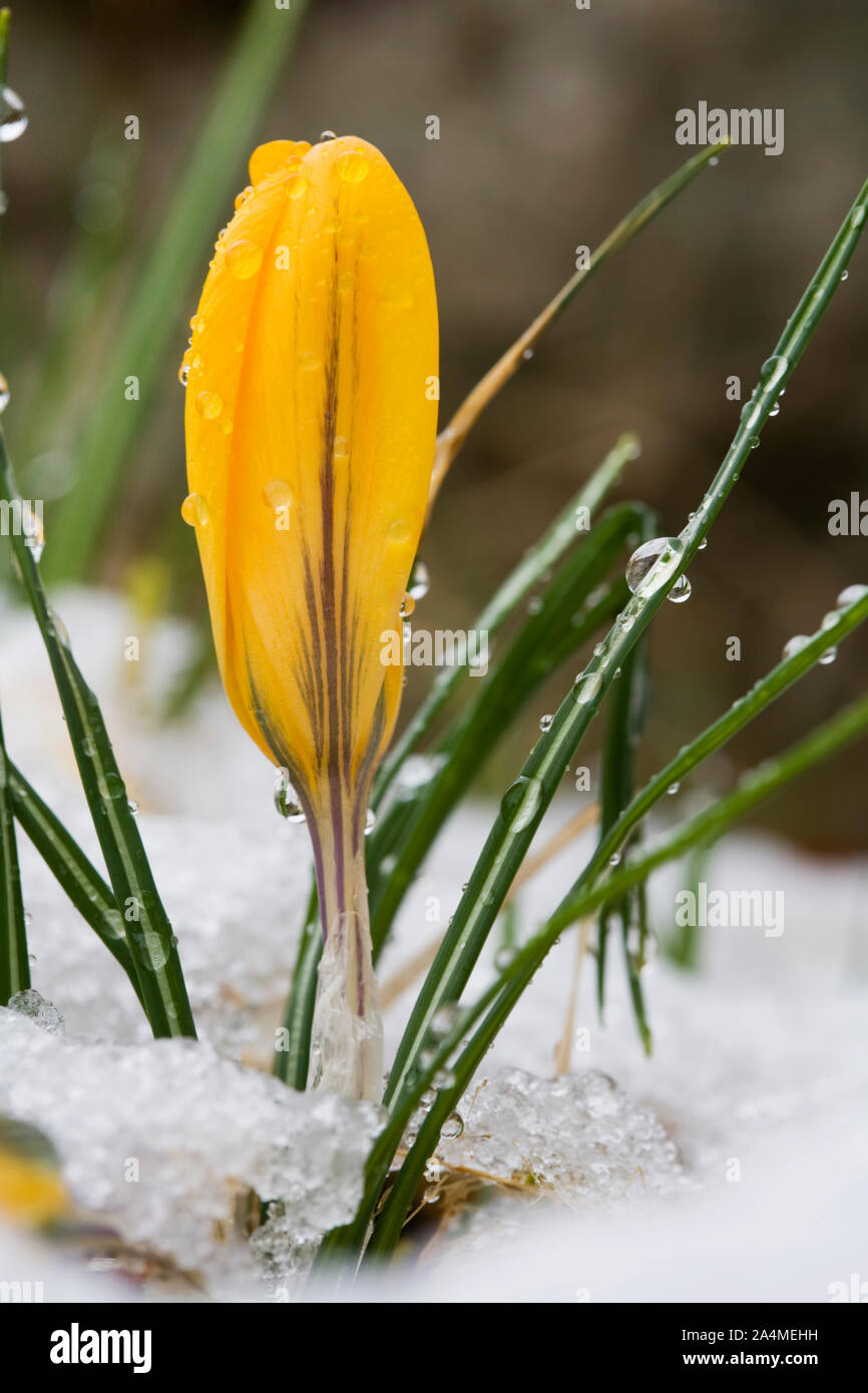 Crocus in snow Stock Photo - Alamy