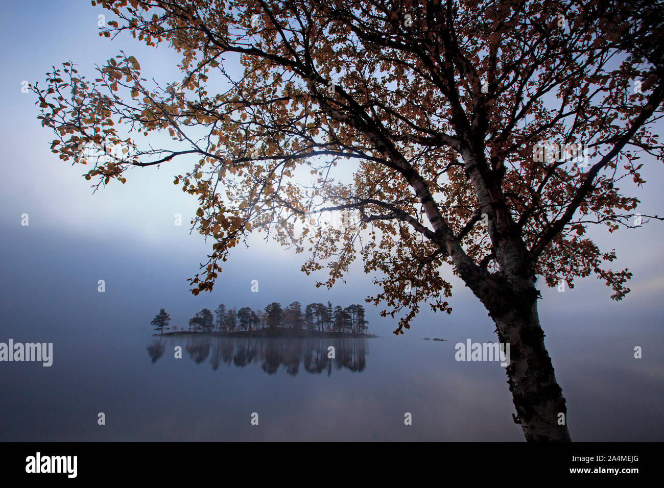 Tree reflection in water hi-res stock photography and images - Alamy