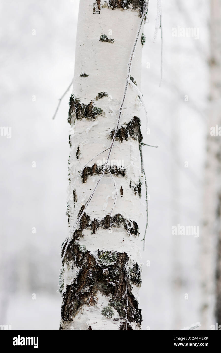 Ancient Birch Tree