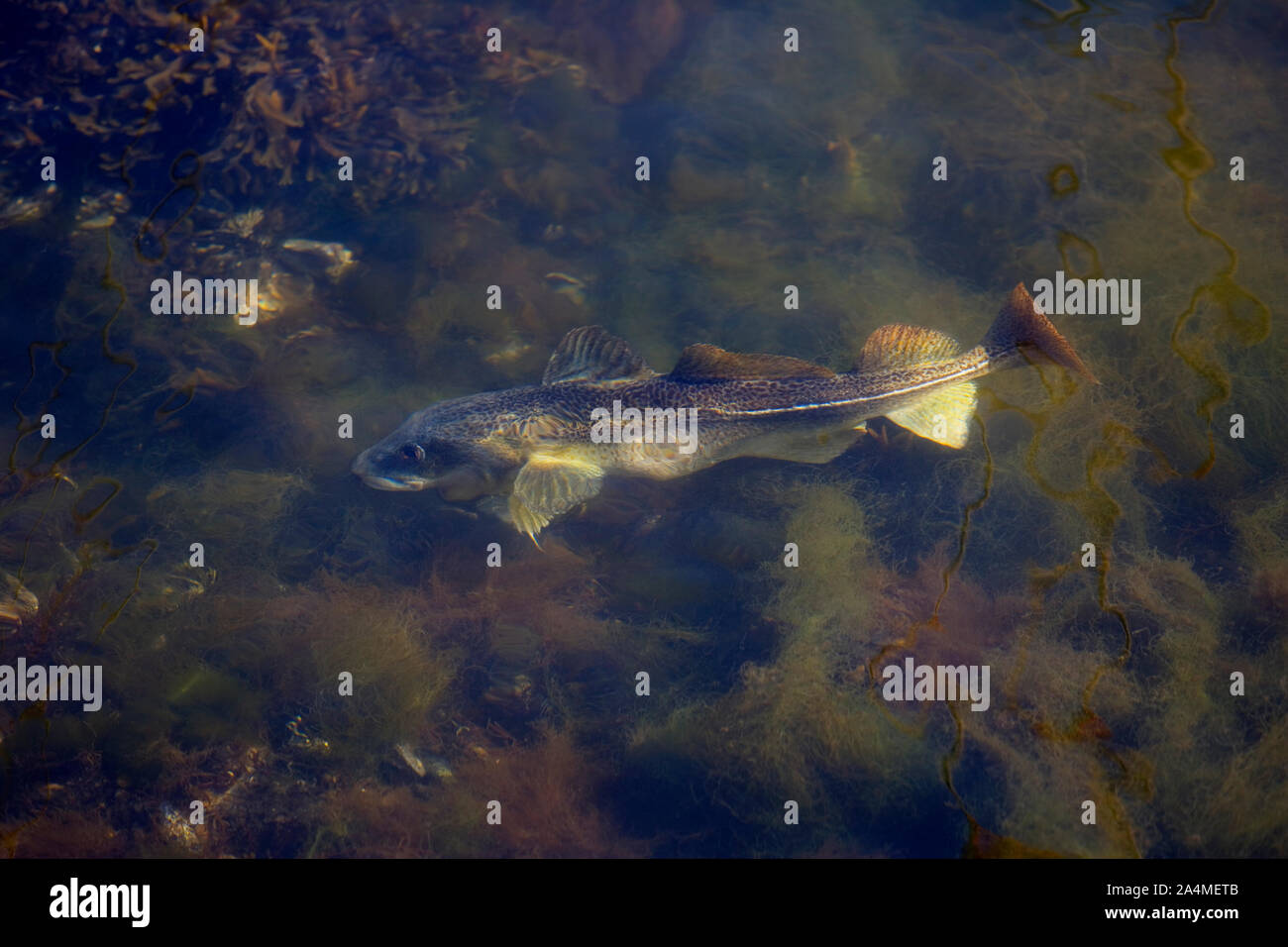 Cod and seaweed in Norway Stock Photo - Alamy