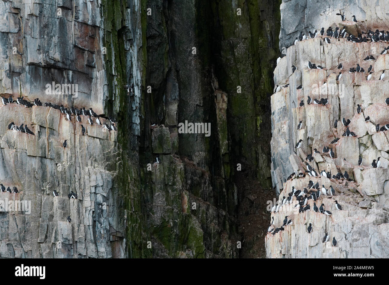 Bird cliff, nesting cliff in Hinlopen, Spitsbergen /Svalbard Stock ...