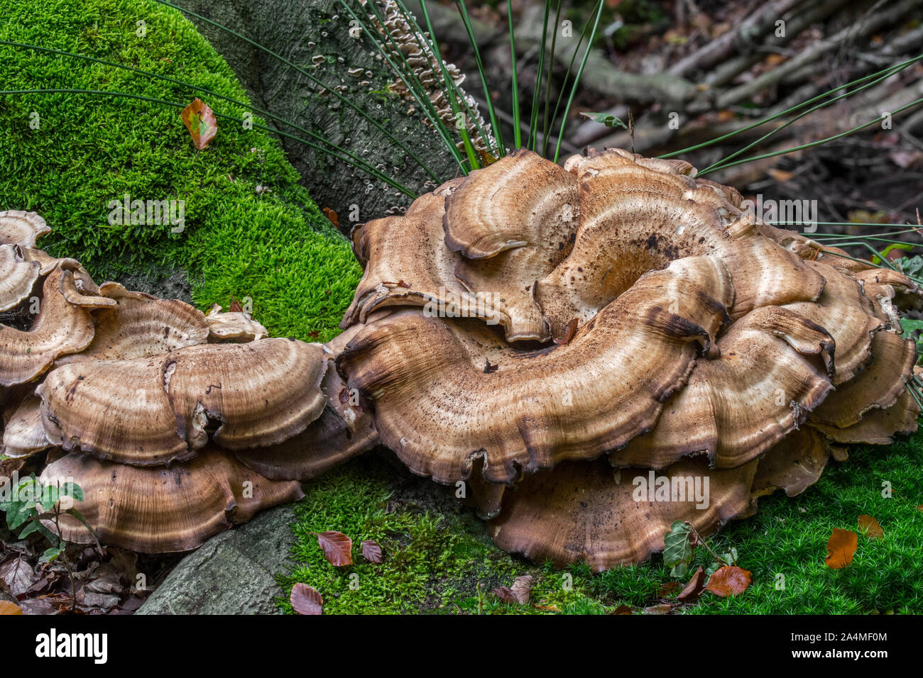 Giant polypore / black-staining polypore (Meripilus giganteus), bracket ...
