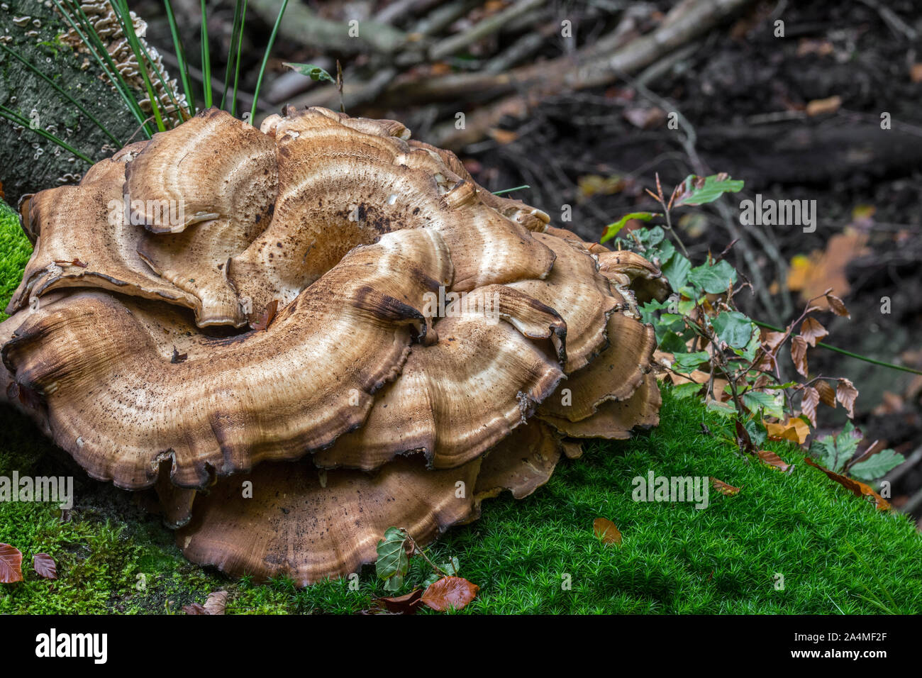 White rot fungi hi-res stock photography and images - Alamy