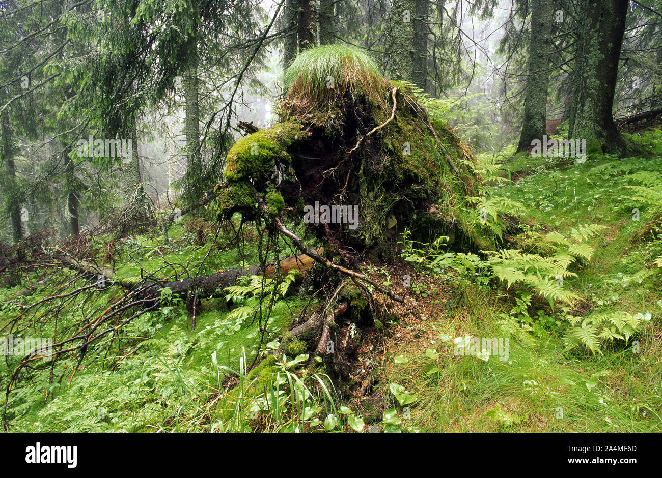 Troll like hi-res stock photography and images - Alamy