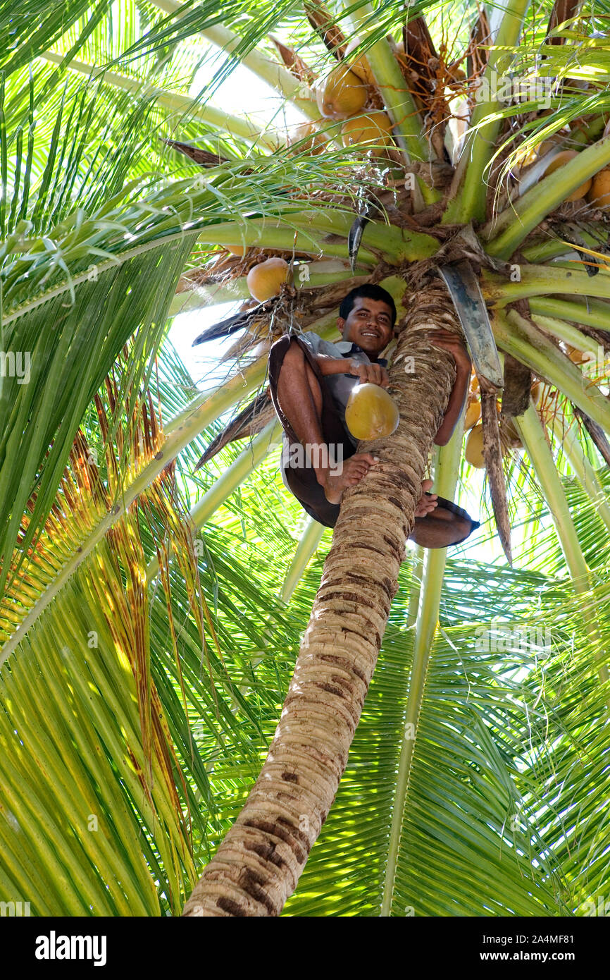 People Climbing Coconut Trees