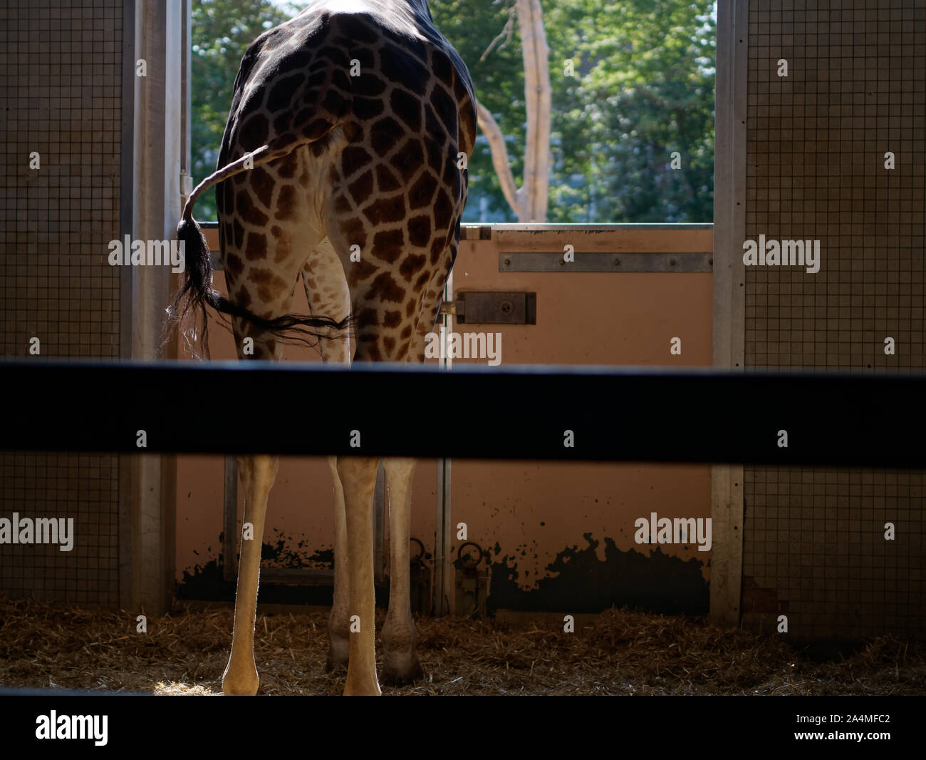 Rear end of a giraffe looking outside at a zoo Stock Photo - Alamy