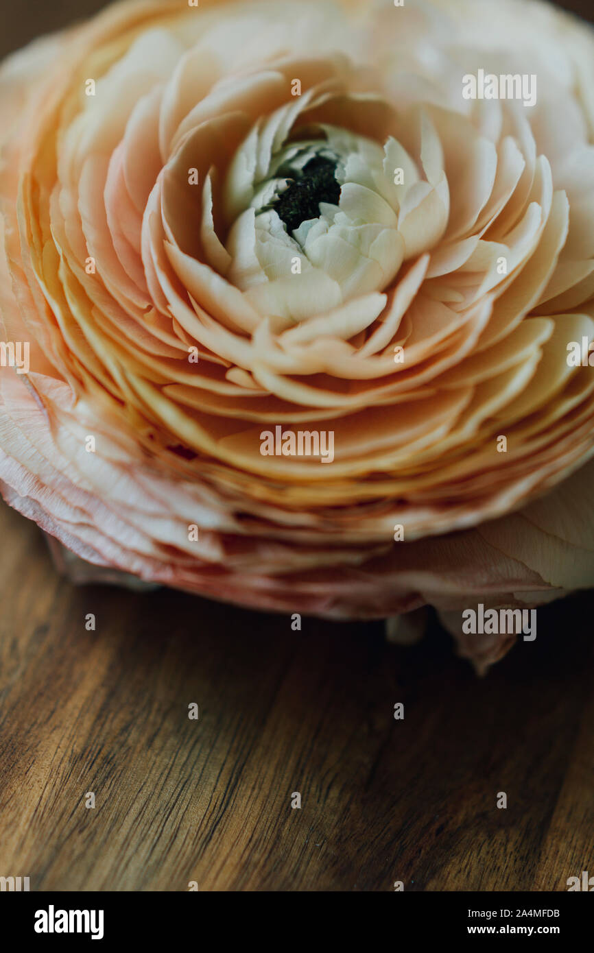 Helsingborg flower hi-res stock photography and images - Alamy