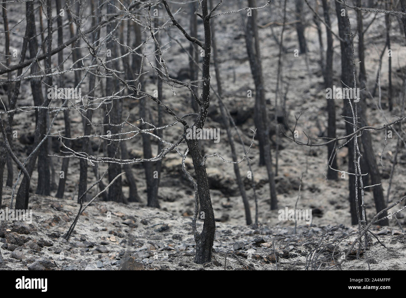 Beirut. 15th Oct, 2019. Photo taken on Oct. 15, 2019 shows a forest ...