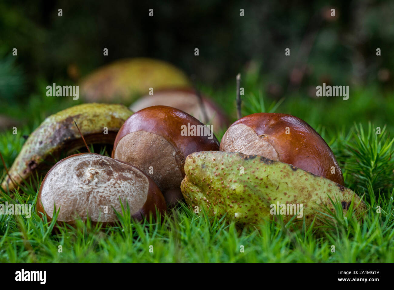 Fallen conkers / horse-chestnuts from the horse-chestnut tree / conker ...