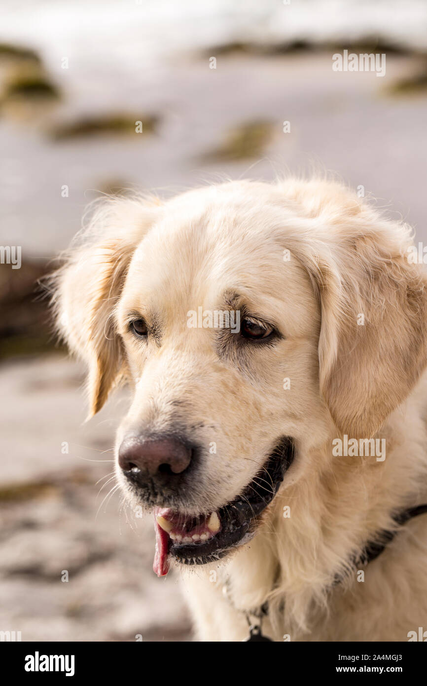 Golden retriever looking hi-res stock photography and images - Alamy