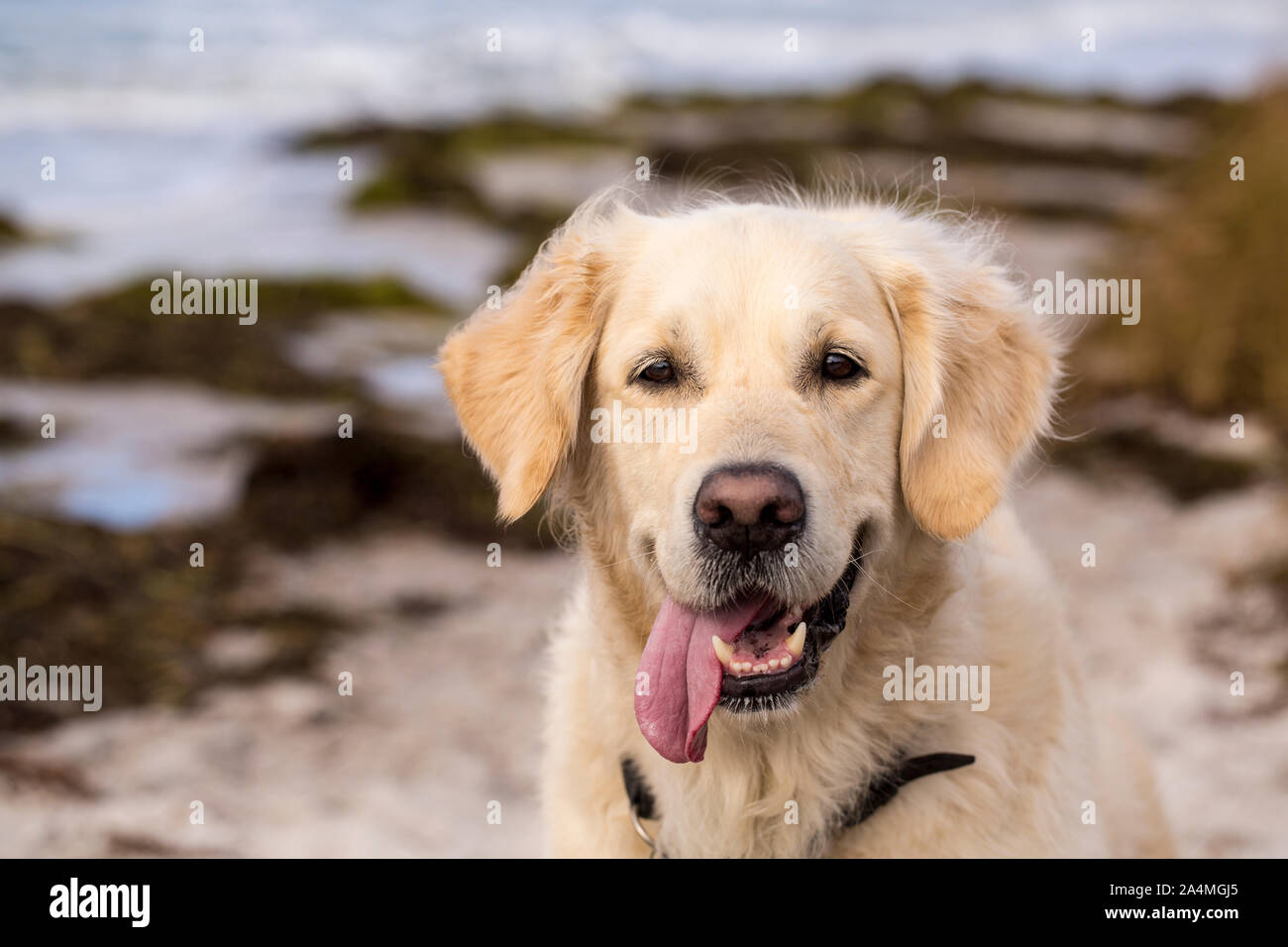 Golden camera hi-res stock photography and images - Alamy
