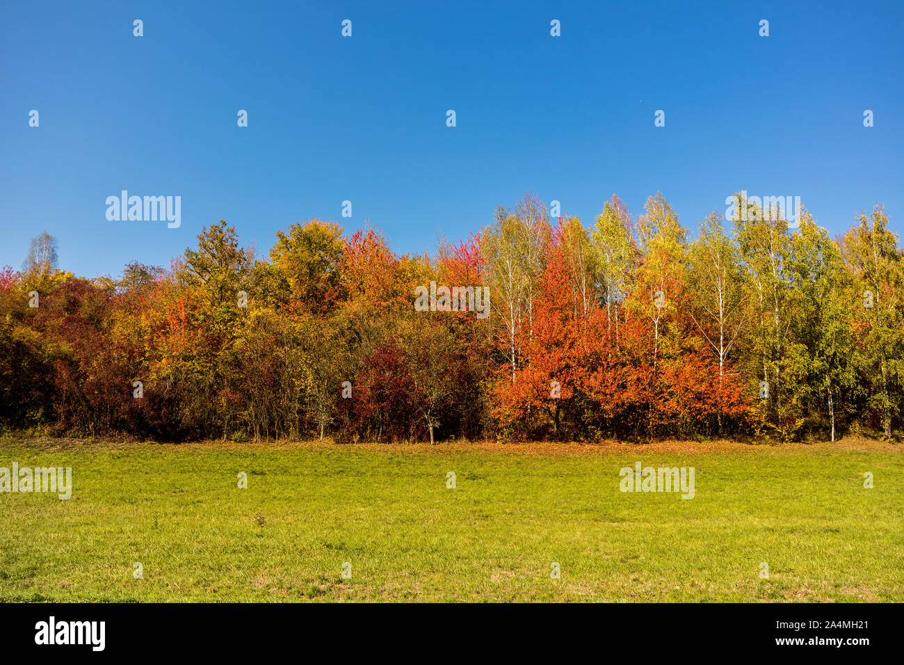 Forest banner hi-res stock photography and images - Alamy