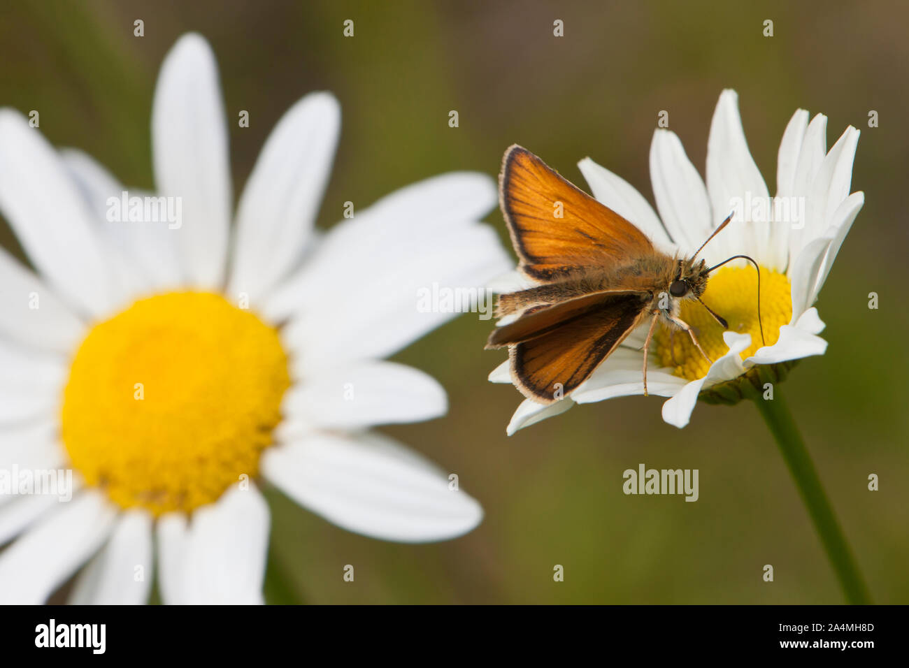 Butterfly on wildflowers Stock Photo - Alamy
