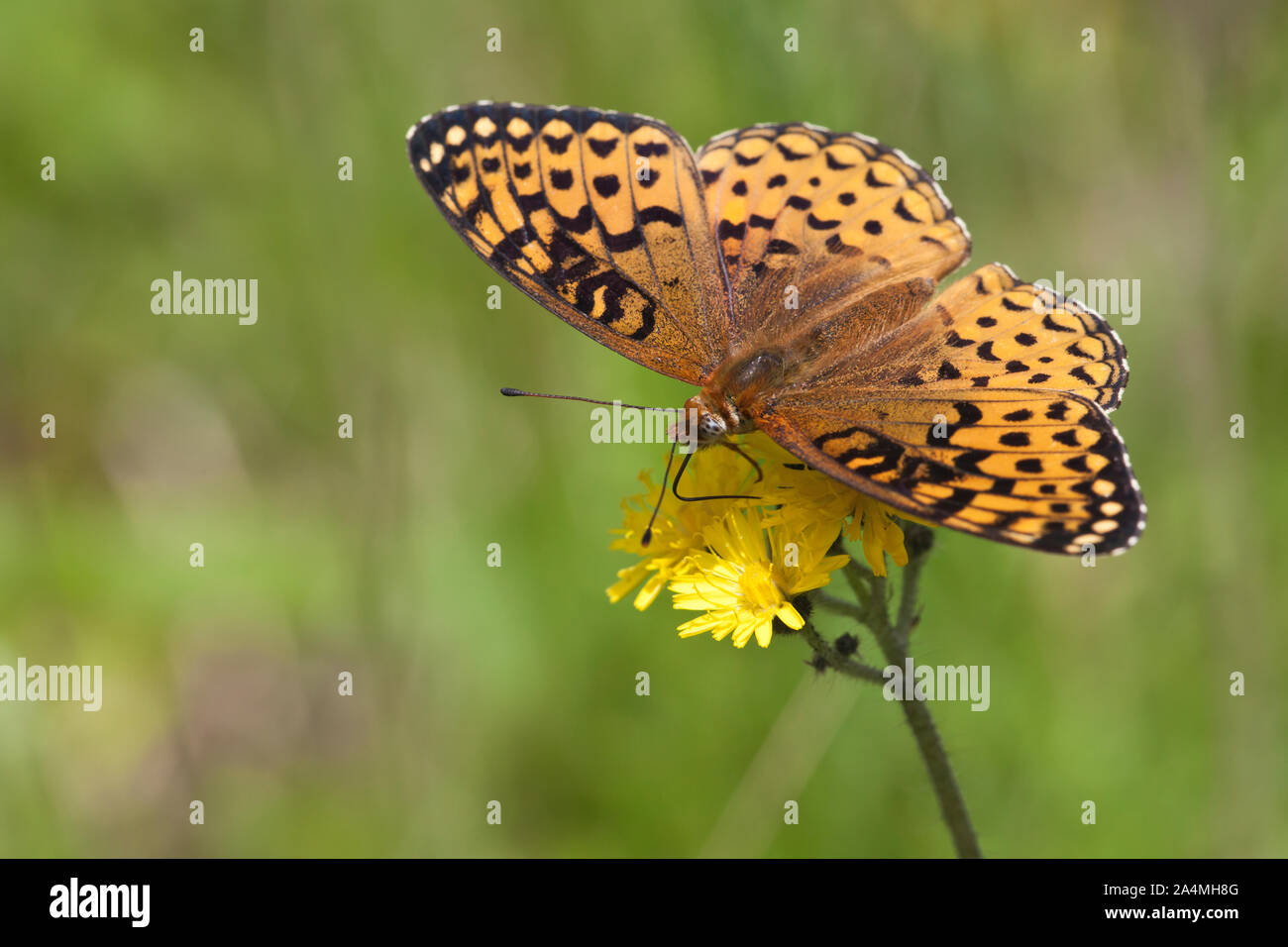 Butterfly on wildflowers Stock Photo - Alamy
