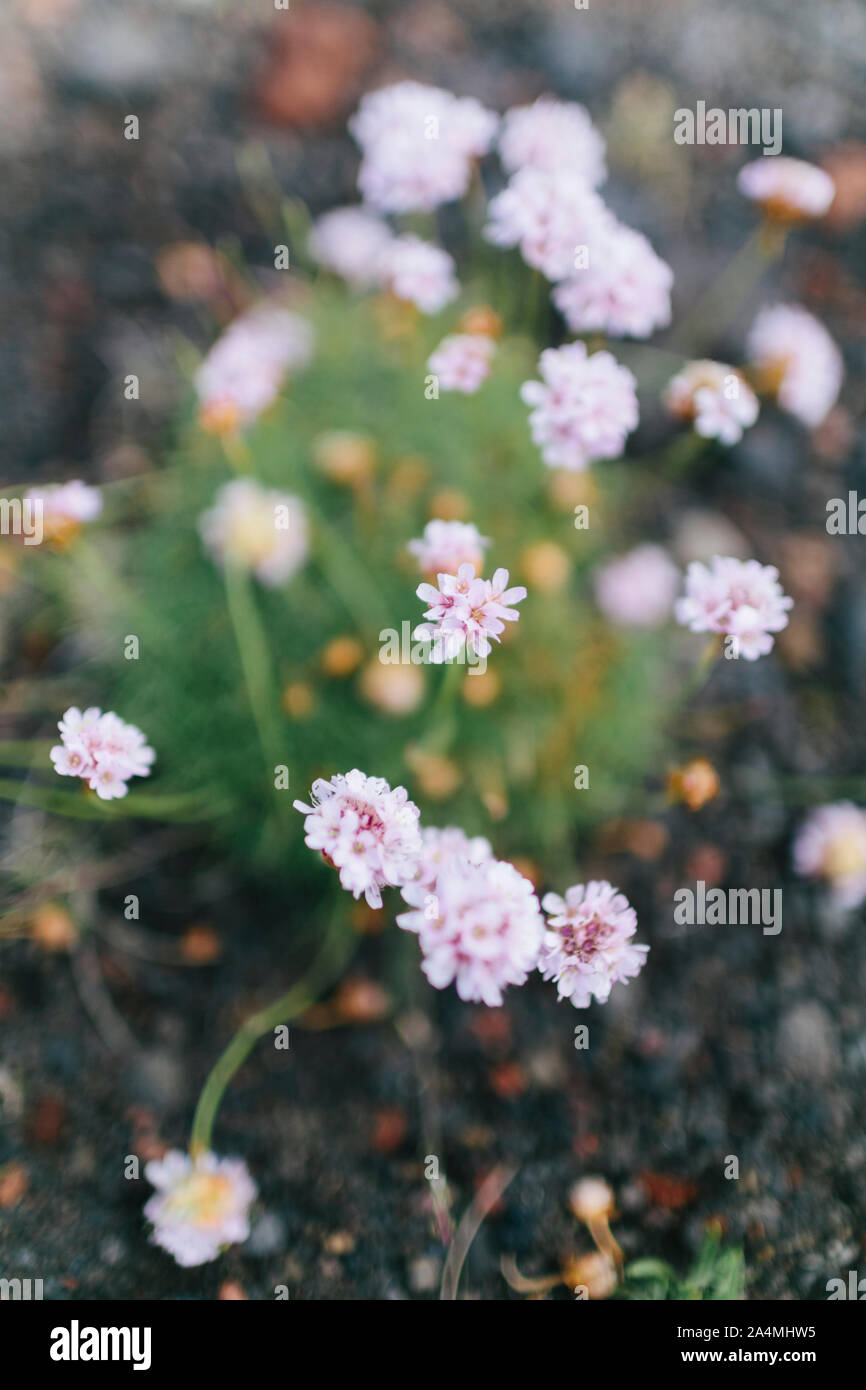 Iceland pink flower hi-res stock photography and images - Alamy