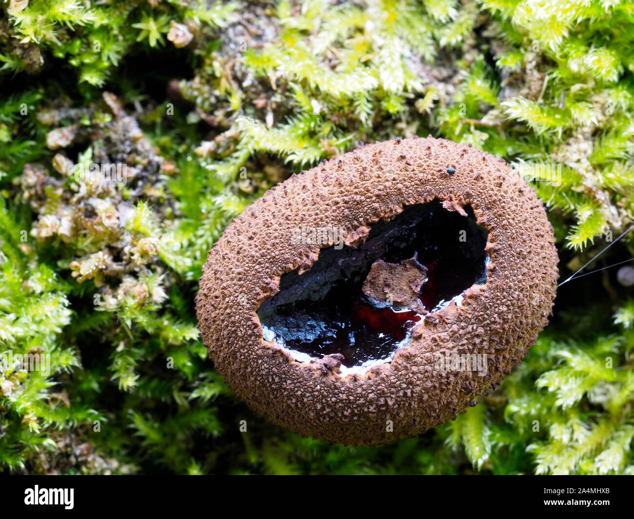 Black bulgar fungus on mossy log. Bulgaria inquinans. Closeup detail ...