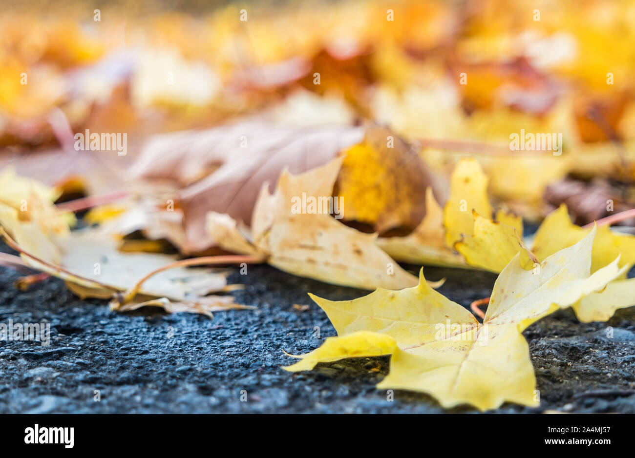 colorful autumnal texture muster on the street Stock Photo - Alamy