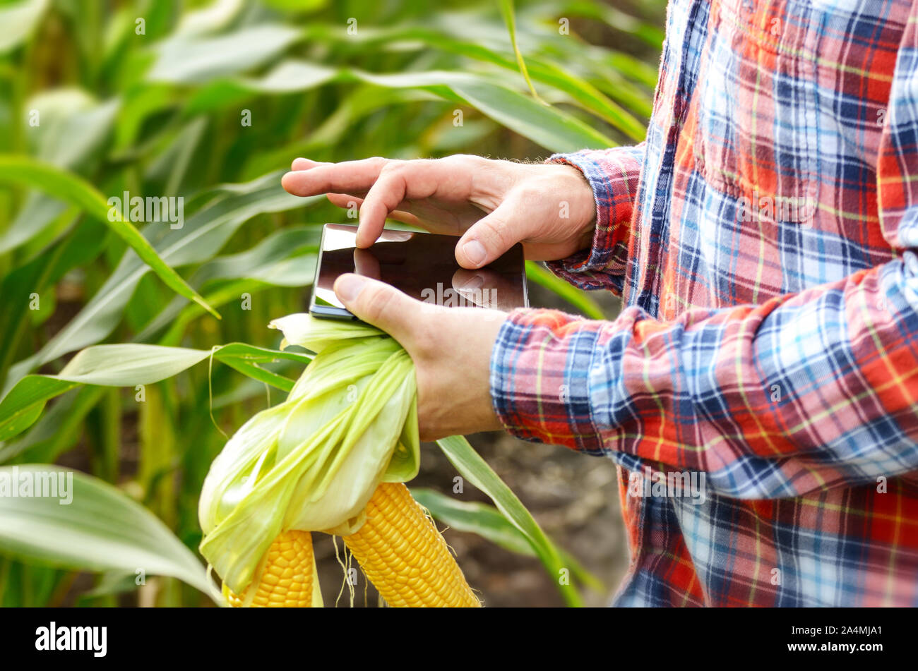 Farmer using tablet computer for inspecting maize corn field Stock ...