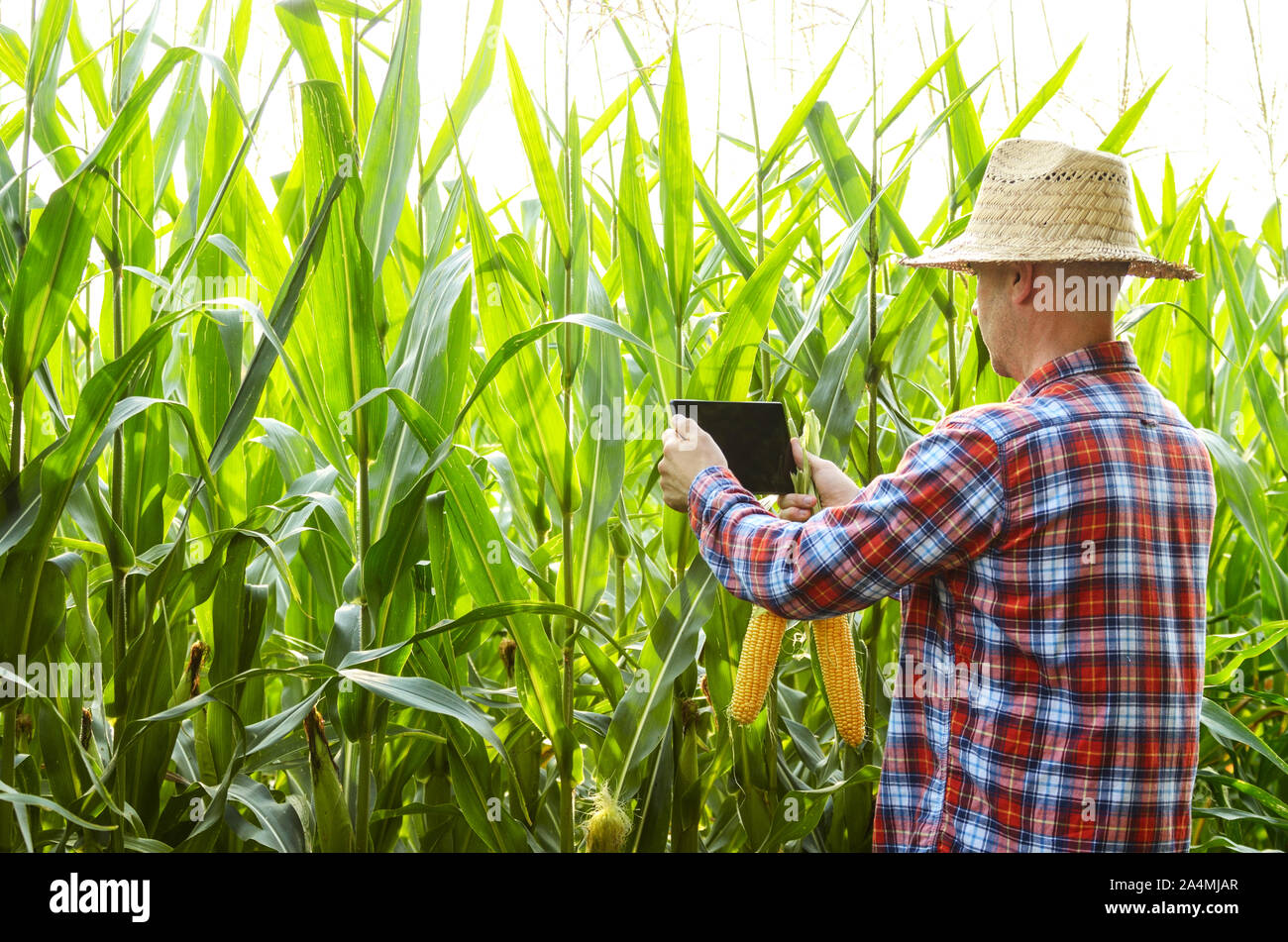 Farmer using tablet computer for inspecting maize corn field. Harvest ...