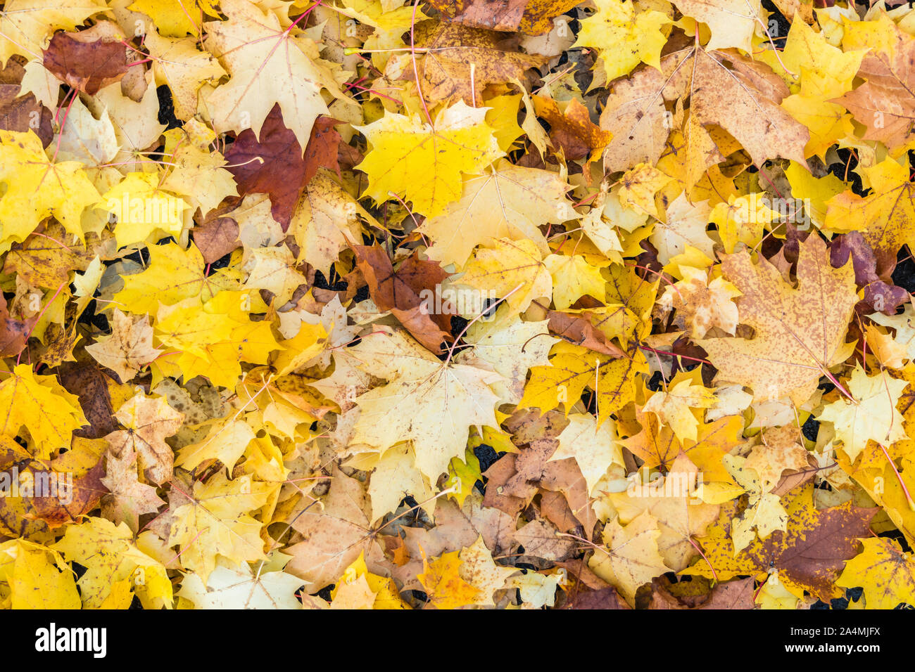 Gold muster hi-res stock photography and images - Alamy