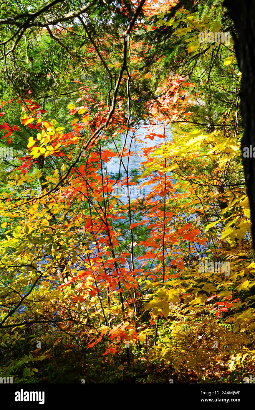 Autumn scene in Baysville, and High Falls near Bracebridge, Ontario ...