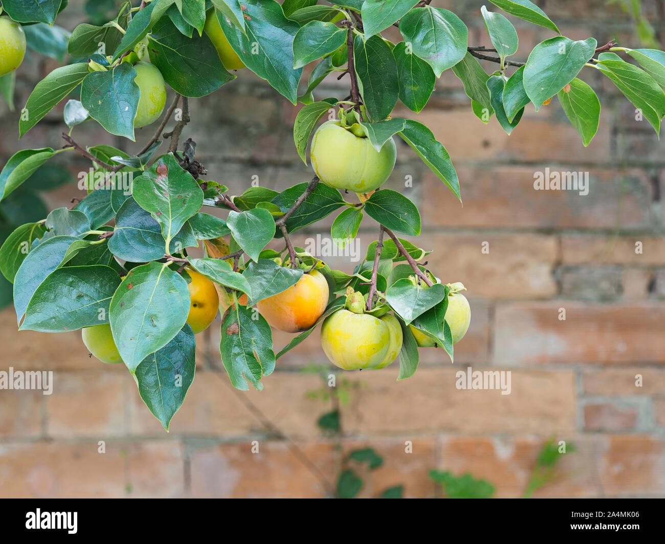Persimmon tree hi-res stock photography and images - Alamy