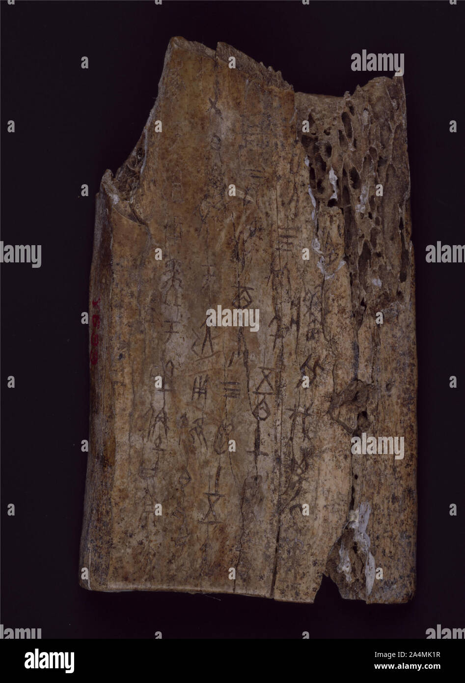 Animal exhibit exhibition hi-res stock photography and images - Alamy