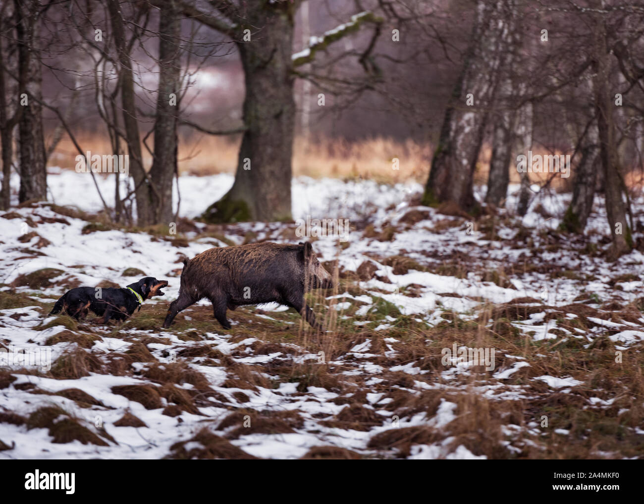 Wild boar hunting dog hi-res stock photography and images - Alamy