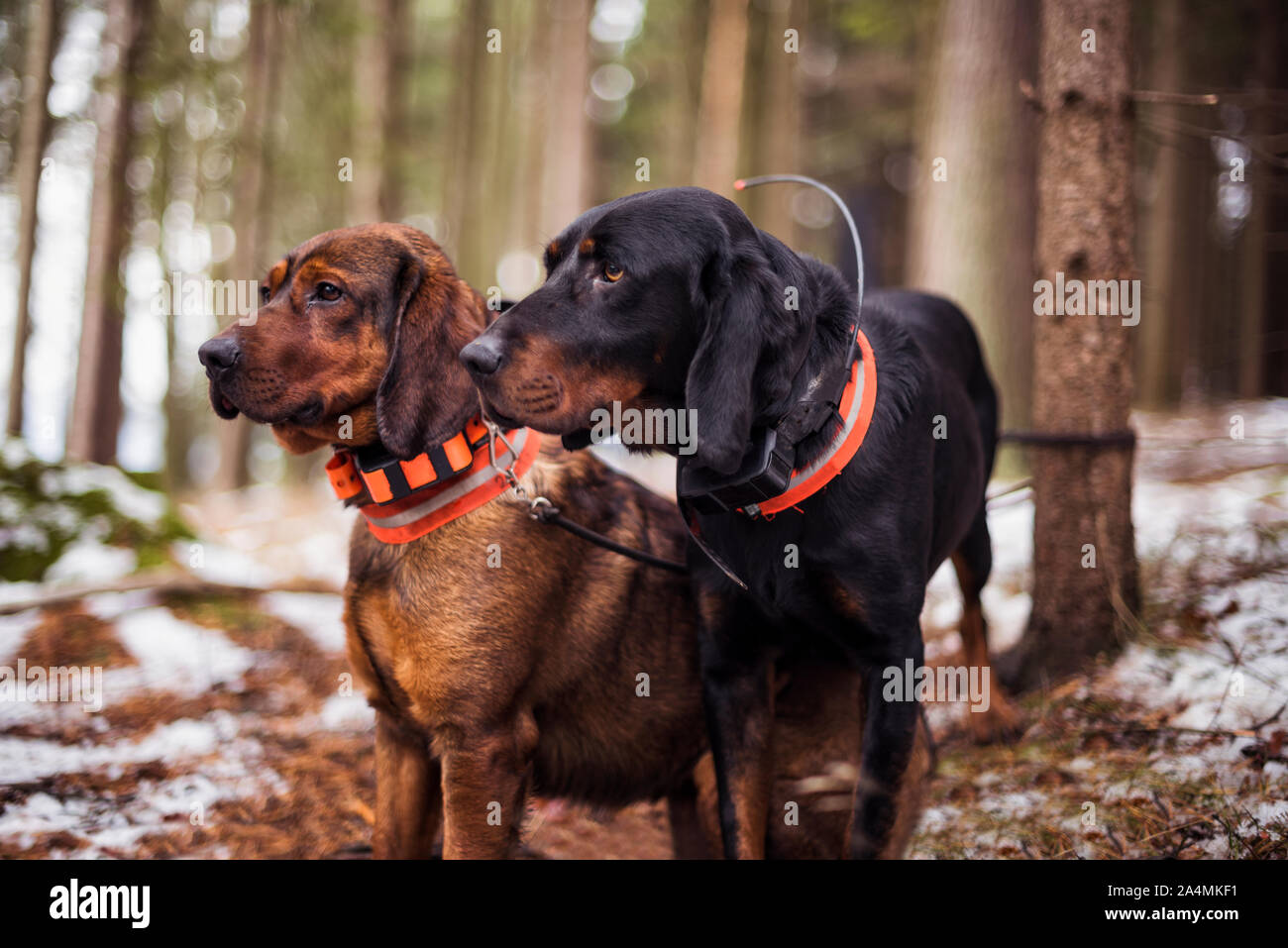 Foreground two hunting dogs hi-res stock photography and images - Alamy