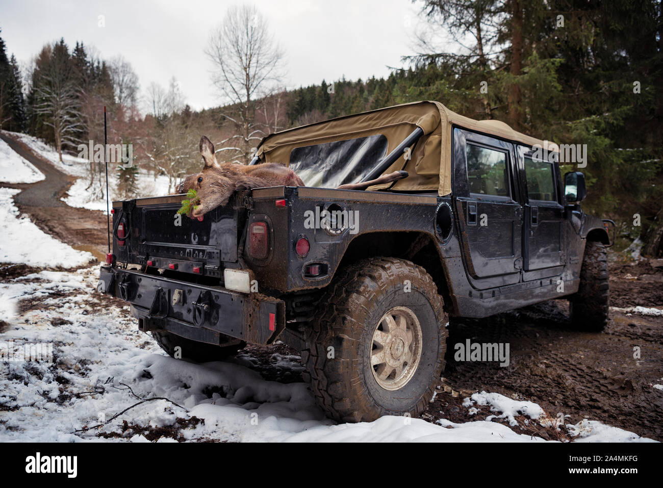 Dead deer truck hi-res stock photography and images - Alamy