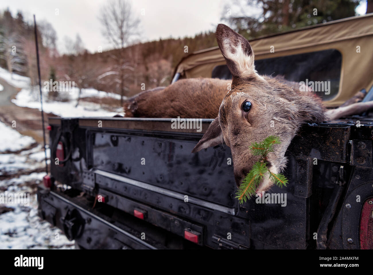 Dead deer on pick-up truck Stock Photo - Alamy