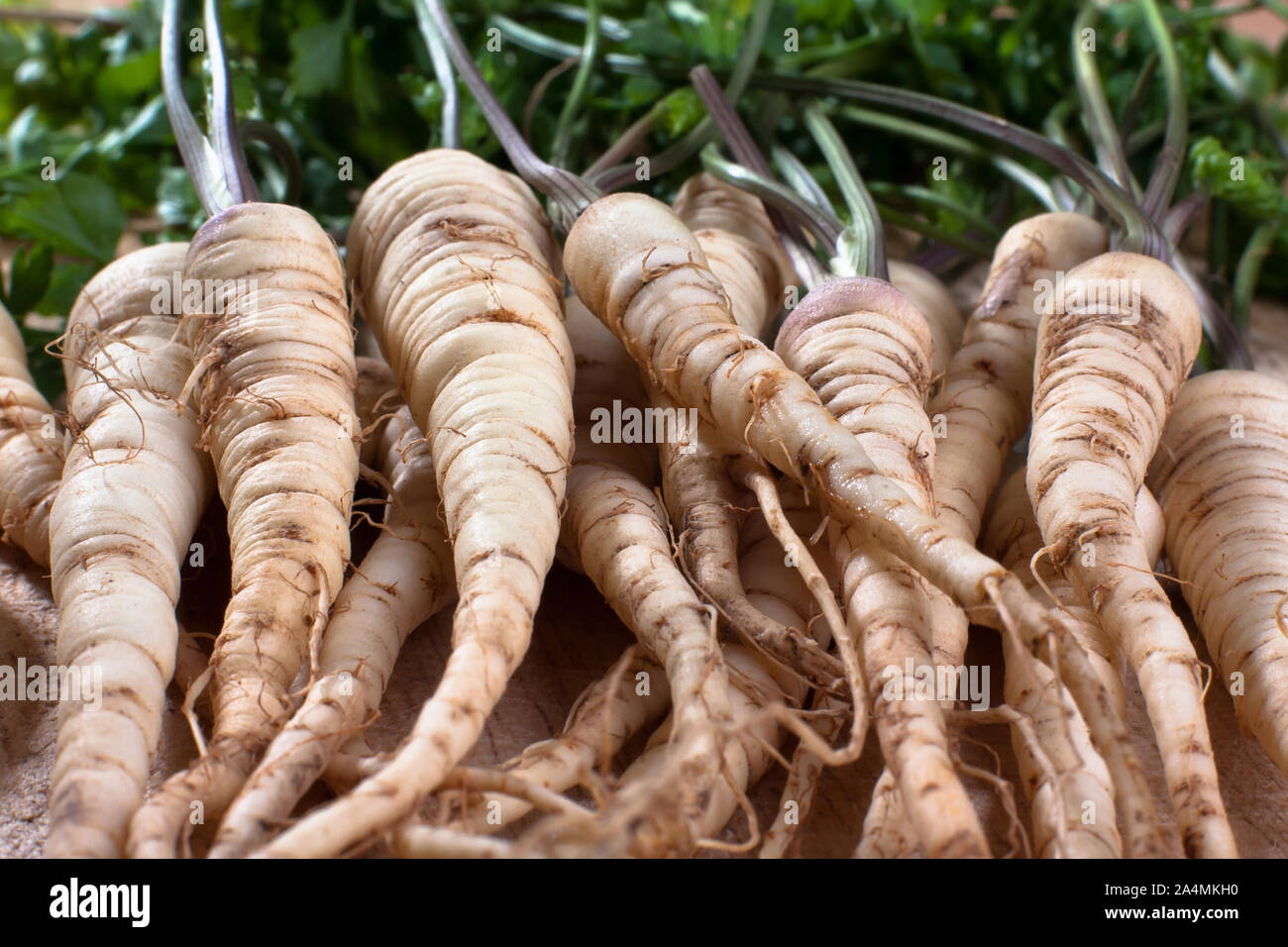 Fresh roots plant hi-res stock photography and images - Alamy