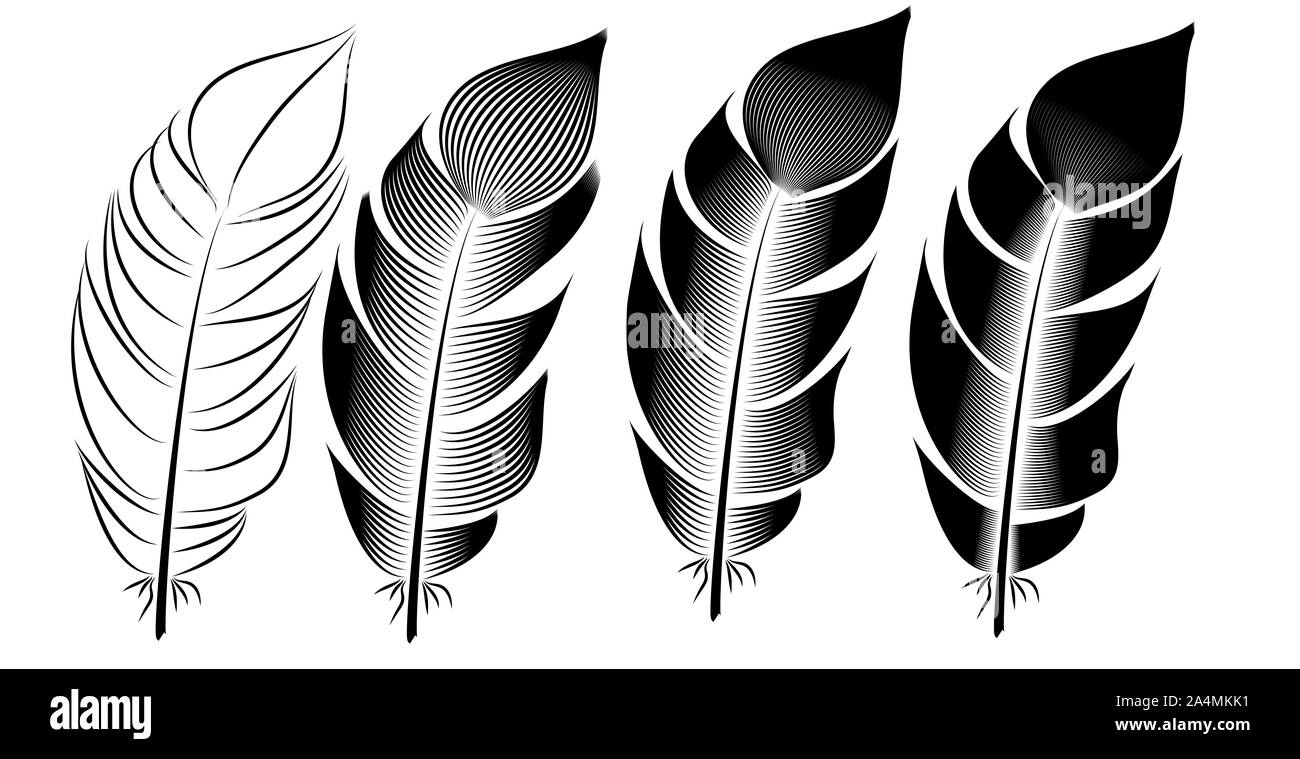 Collection of feather illustration, drawing, engraving, ink line art ...