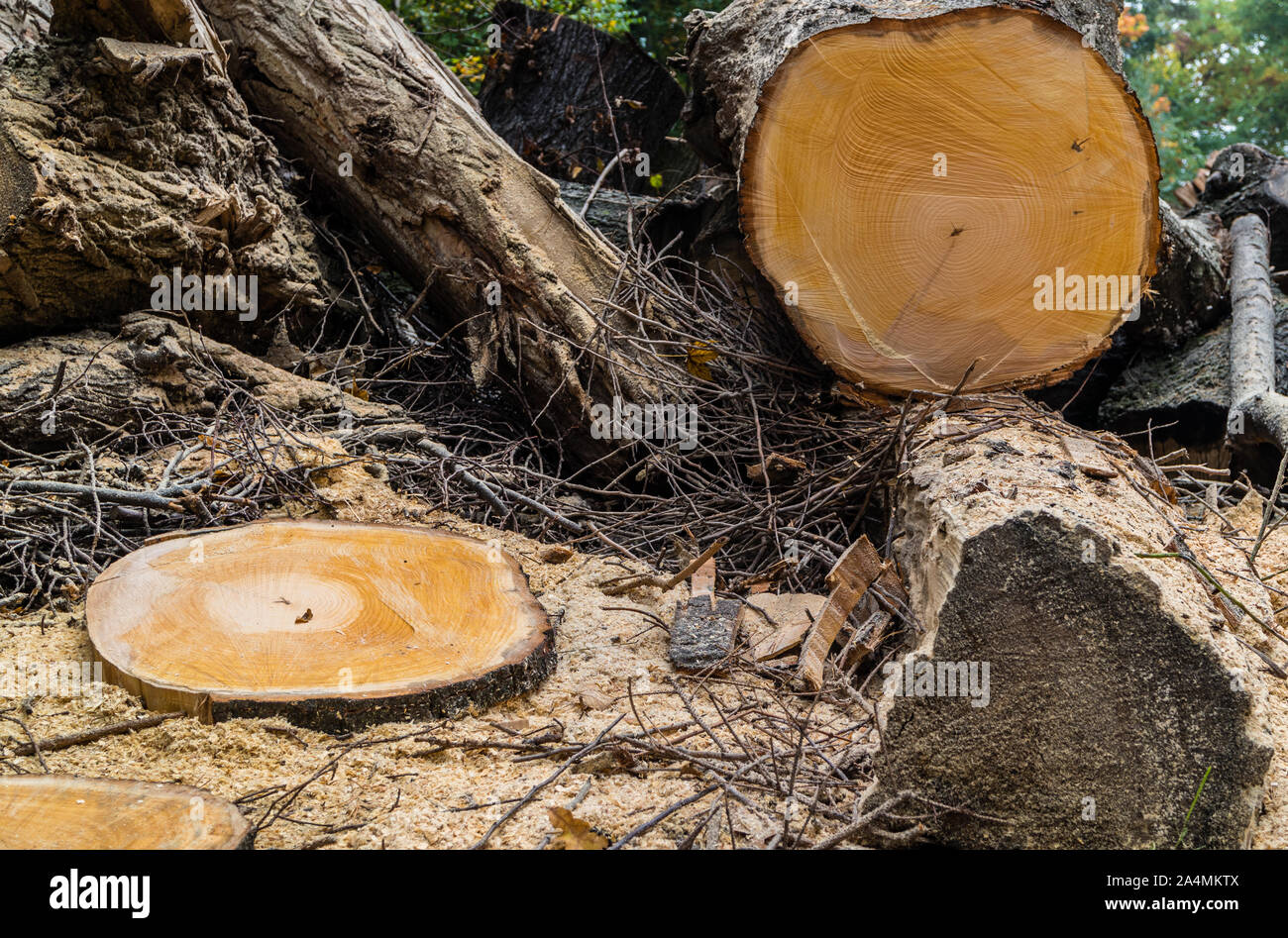 tree felling in the forest Stock Photo - Alamy