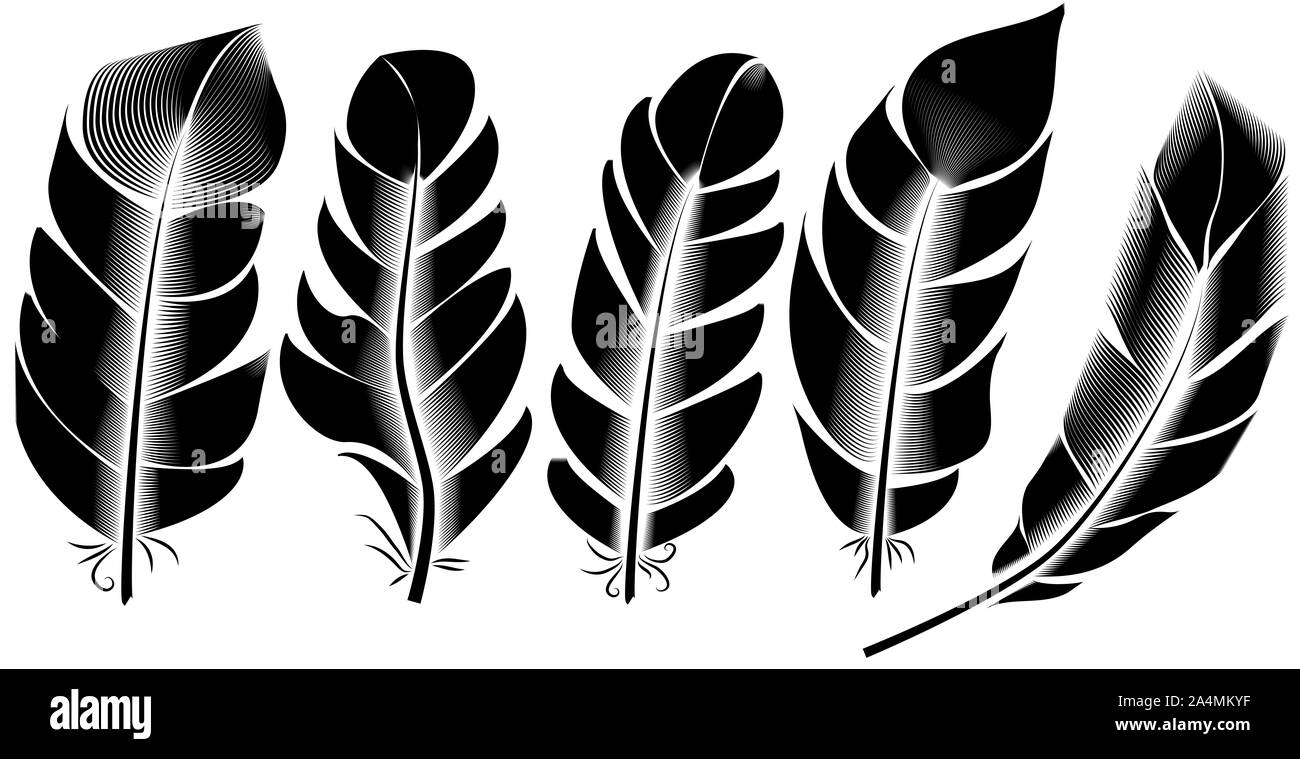Collection of feather illustration, drawing, engraving, ink line art ...