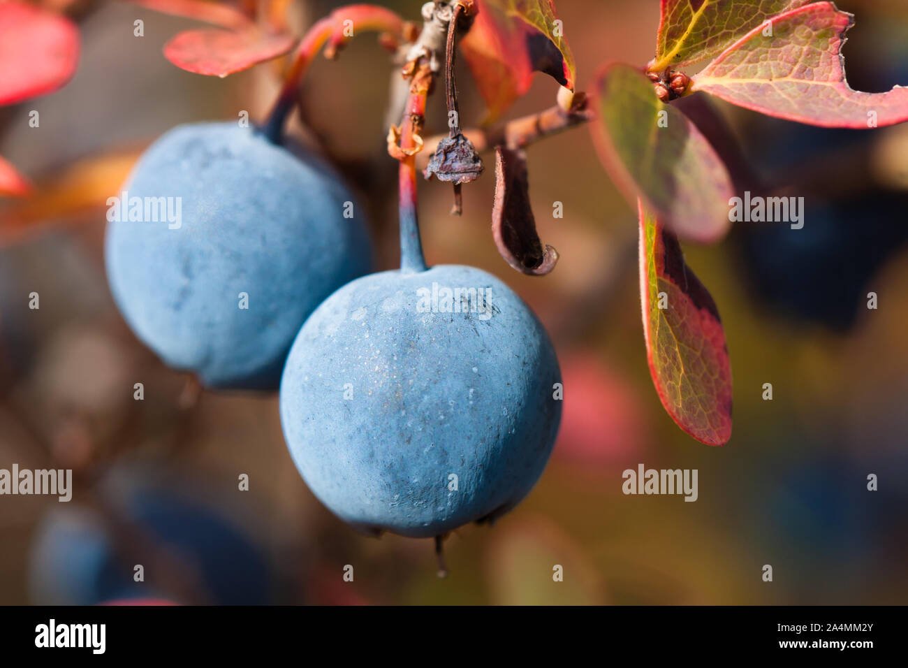 fresh ripe blueberry in the forest, closeup Stock Photo - Alamy