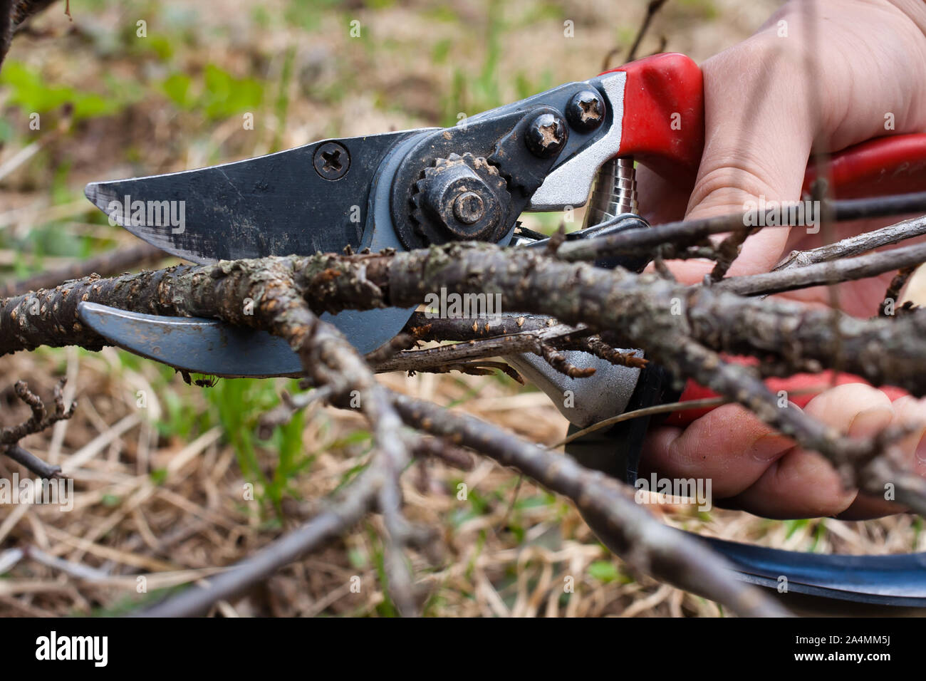 hand pruning black current by pruning shears Stock Photo - Alamy