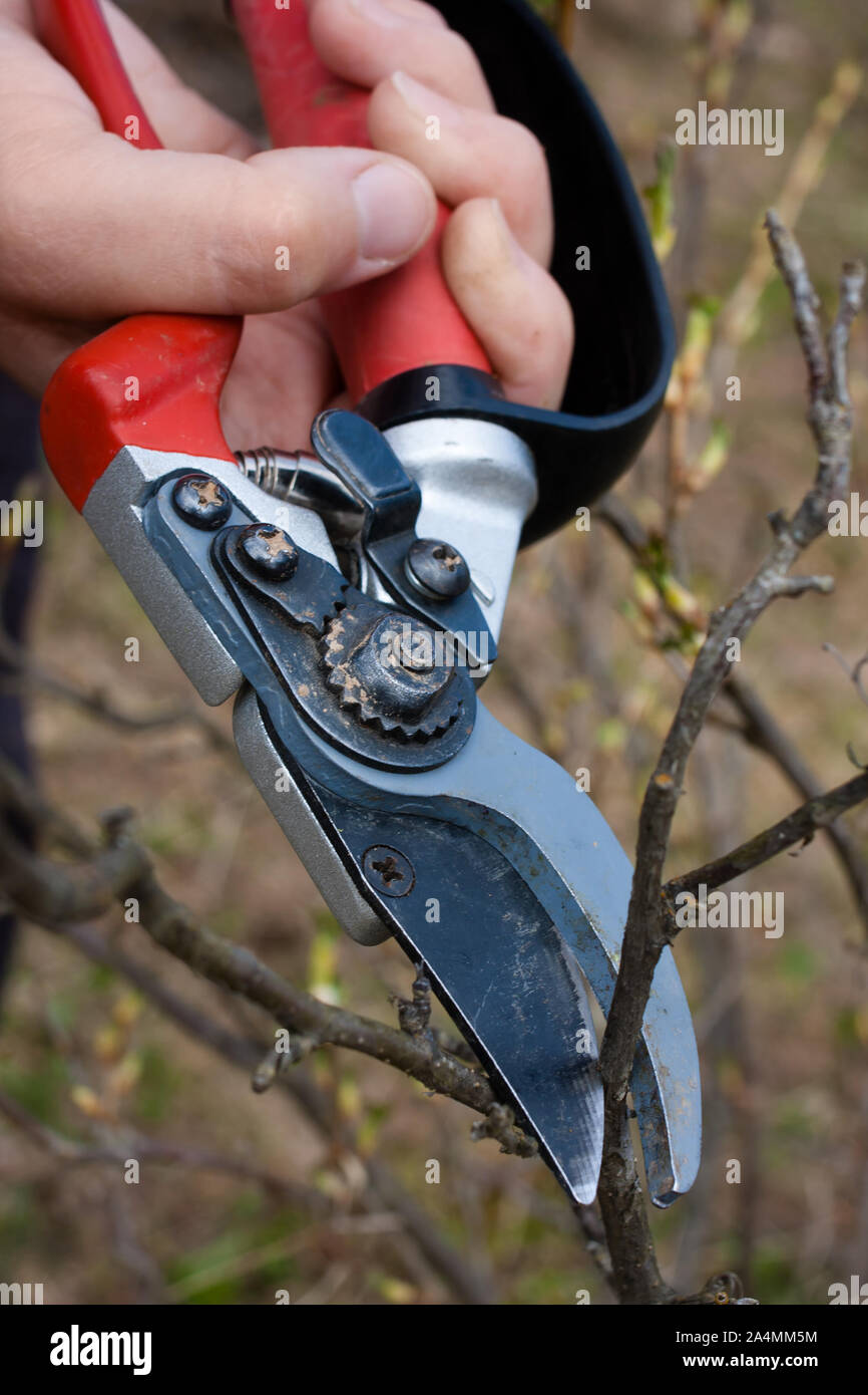 hand pruning black current by pruning shears Stock Photo - Alamy