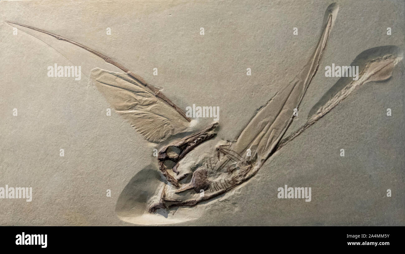 Fossil imprint of Rhamphorhynchus, a flying pterosaur from the Jurassic ...