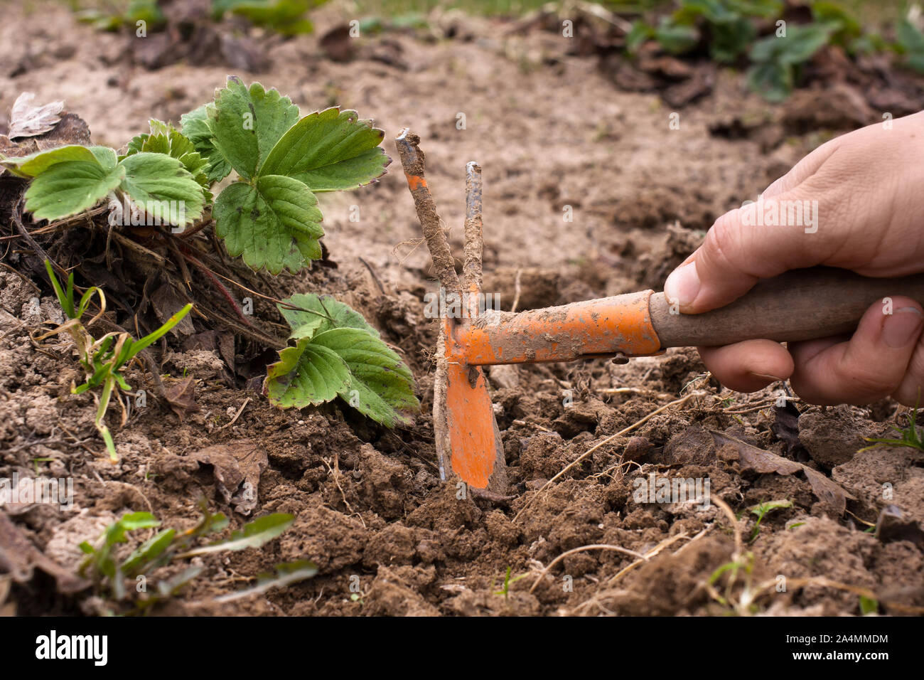 Hand hoeing hi-res stock photography and images - Alamy