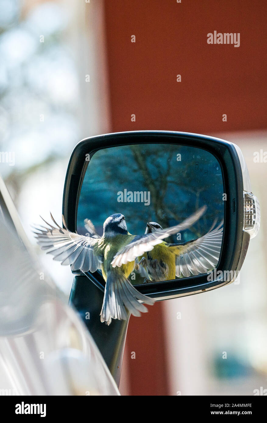 Bird near side mirror Stock Photo - Alamy
