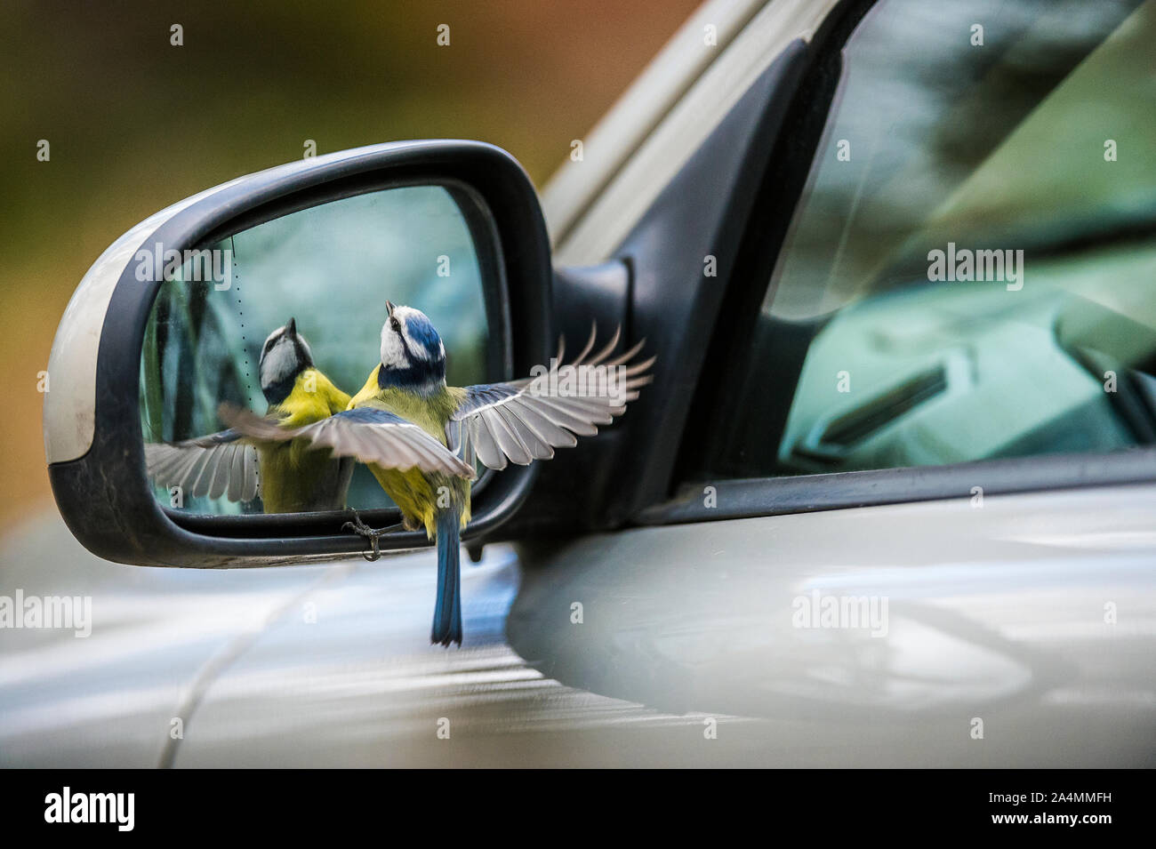 Bird near side mirror Stock Photo - Alamy