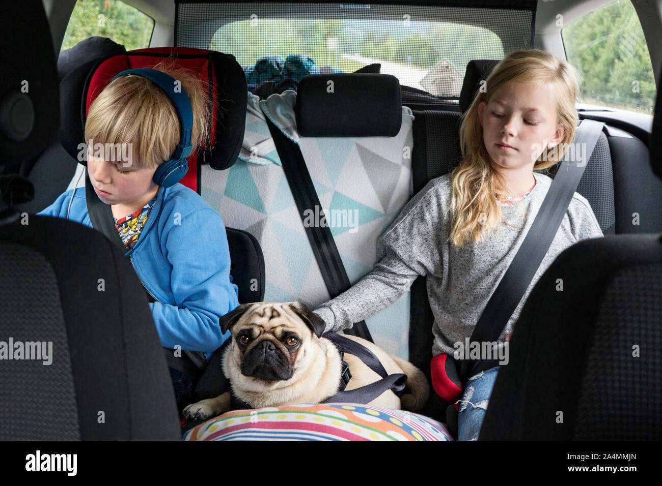 Children with dog in car Stock Photo - Alamy